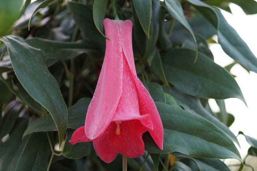 El copihue, la última víctima de la sequía en Chile - La Tercera