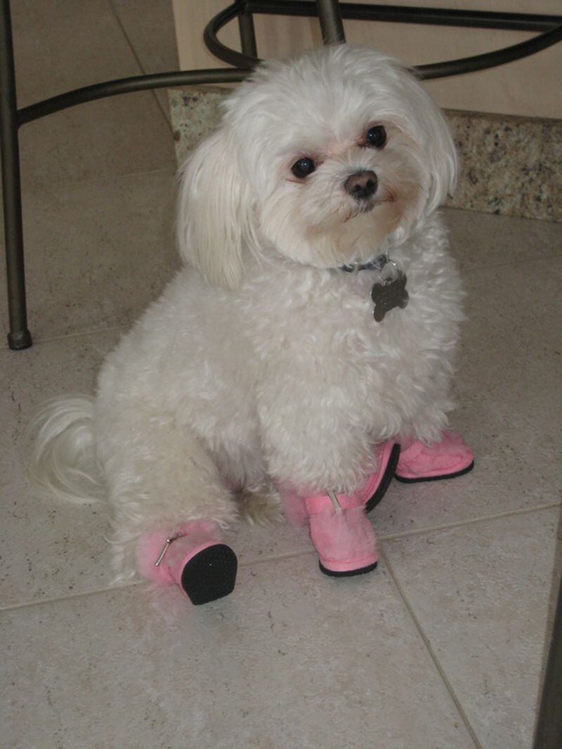 Desde un perro con zapatos hasta un gato con corbata: Las imágenes más ...
