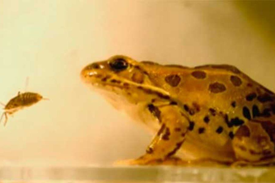 Científicos resuelven el misterio de la lengua de las ranas - La Tercera