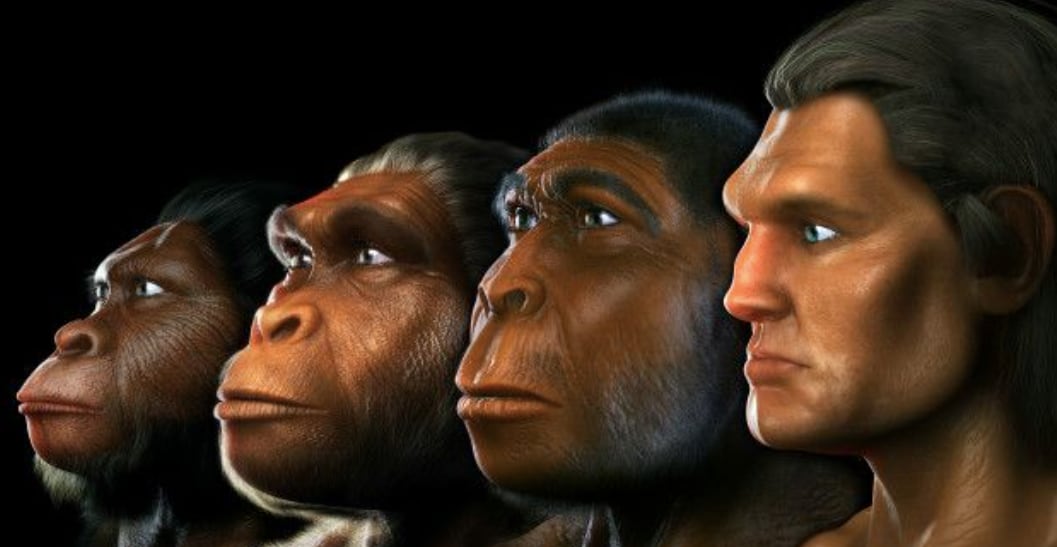 Por qué los humanos tienen poco pelo frente a otros primates - La Tercera