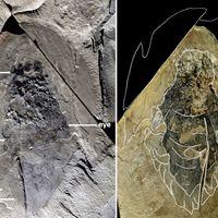 ¿Por qué el Halcón Milenario se ve tan diferente en la película de Han ...