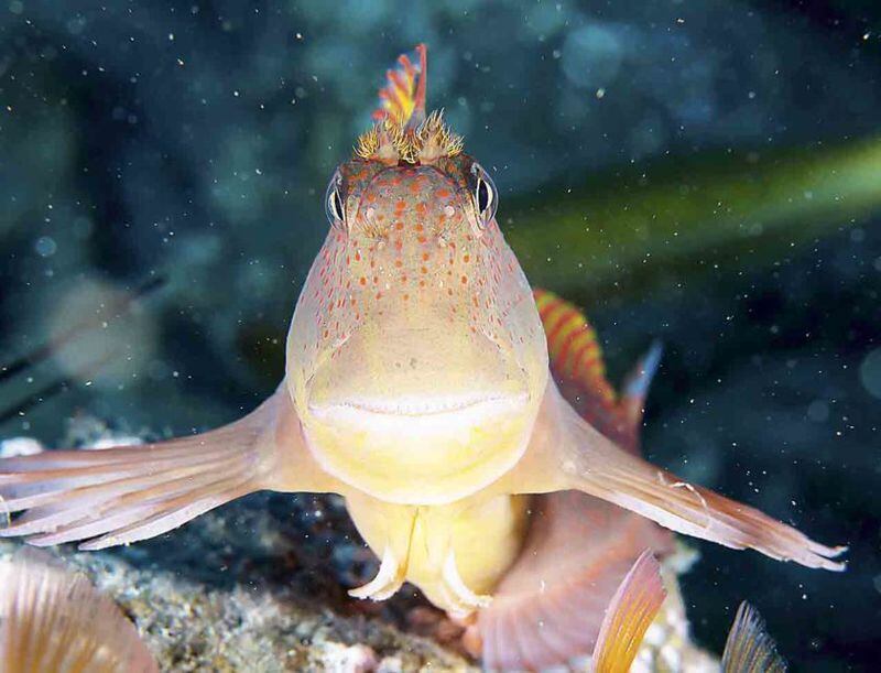 National Geographic dice que Juan Fernández tiene la mayor cantidad de ...