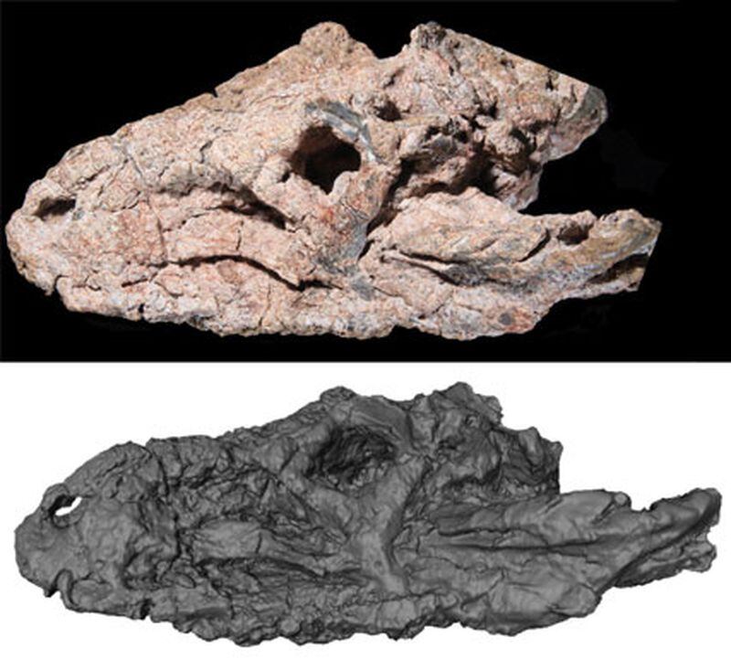 Descubren fósil de reptil que vivió hace 237 millones de años - La Tercera