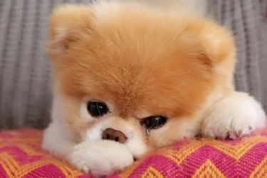 Etiqueta: EL PERRO MAS LINDO DEL MUNDO - La Tercera