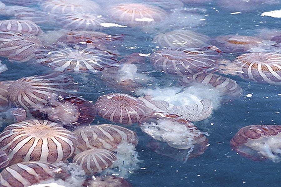 Primer Censo De Medusas Identifica 93 Especies En Las Costas Chilenas