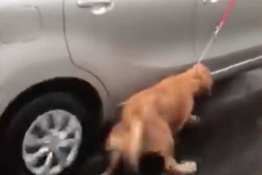 Indignación en redes por "paseo" de un perro amarrado a un auto y bajo ...