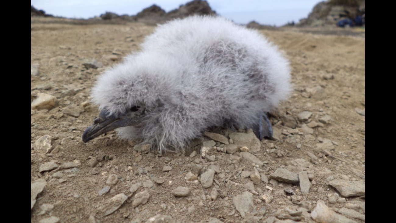Después de 40 años vuelve a nacer un yunco en isla Chañaral - La Tercera