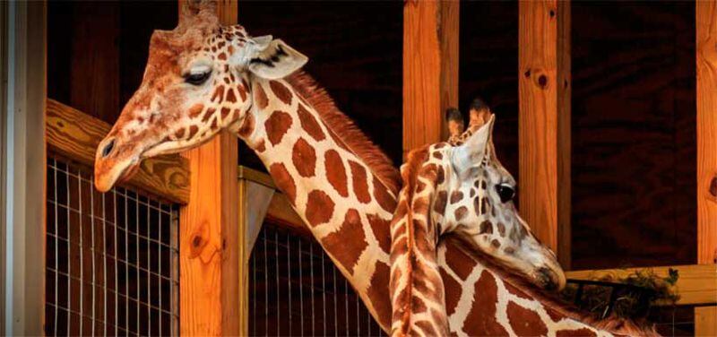 Conoce a las madres del reino animal con los embarazos más largos - La ...