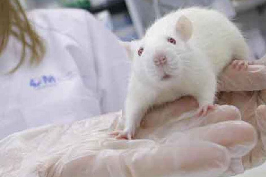 Buscan crear un corazón humano en miniatura a partir de corazones de ...