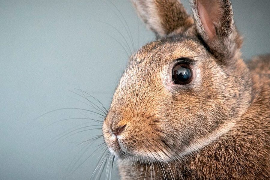 Nueva ley en California prohíbe cosméticos testeados en animales - La ...