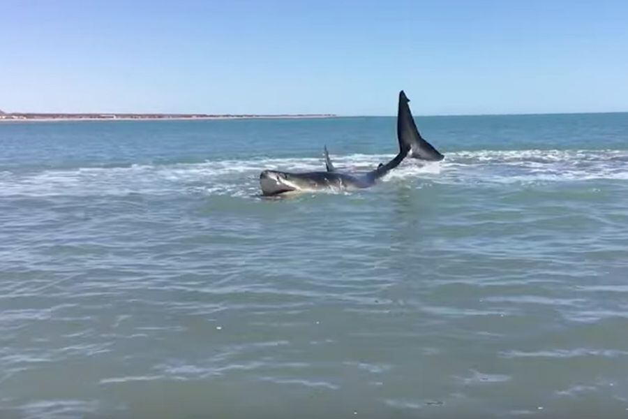 Turista se encontró con enorme tiburón blanco de casi 5 metros en la ...