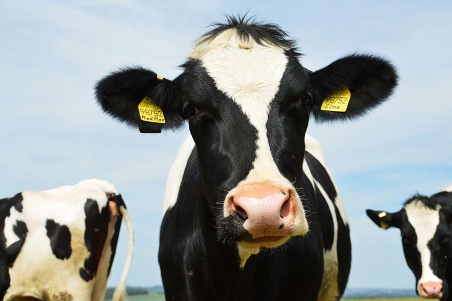 Dentro de 200 años la vaca será el mamífero más grande de la Tierra ...