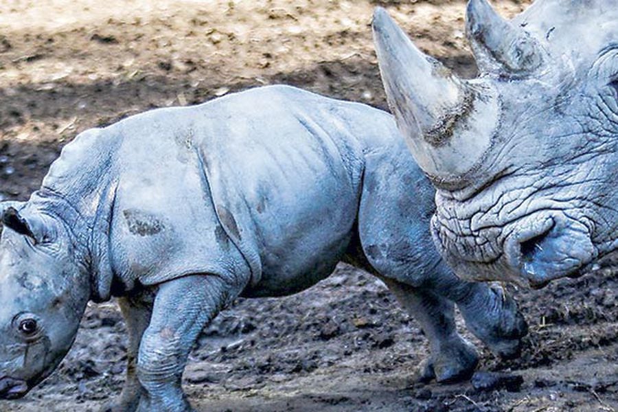 Nace en Chile la primera cría de rinoceronte blanco en Sudamérica - La ...