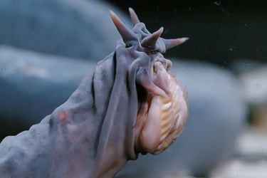 Mixinos: el pez que genera una "baba" espesa para evitar ser devorado ...