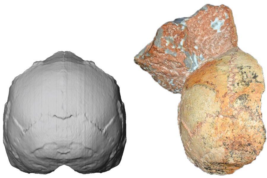 El fósil que luego de 30 años entregó sorprendentes revelaciones sobre ...