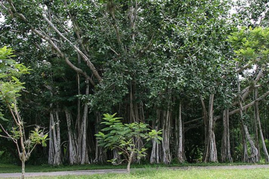 Casi el 50 % de la flora cubana está en peligro de extinción - La Tercera