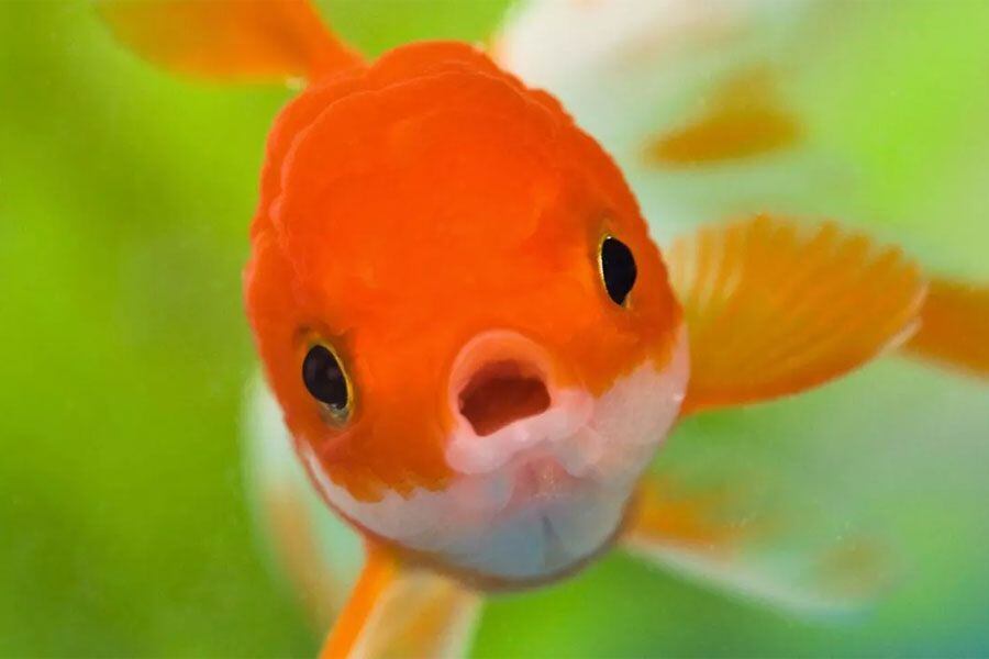 La aleta dorsal de los peces originó las extremidades de los ...