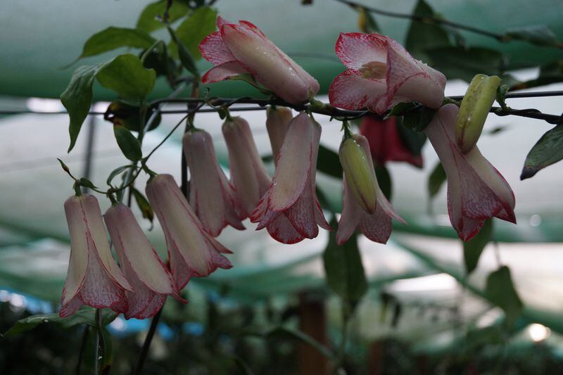 El copihue, la última víctima de la sequía en Chile - La Tercera