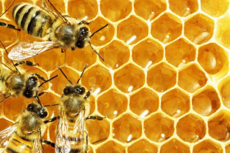 La ciencia revela qué impide a las abejas obreras ser reinas - La Tercera