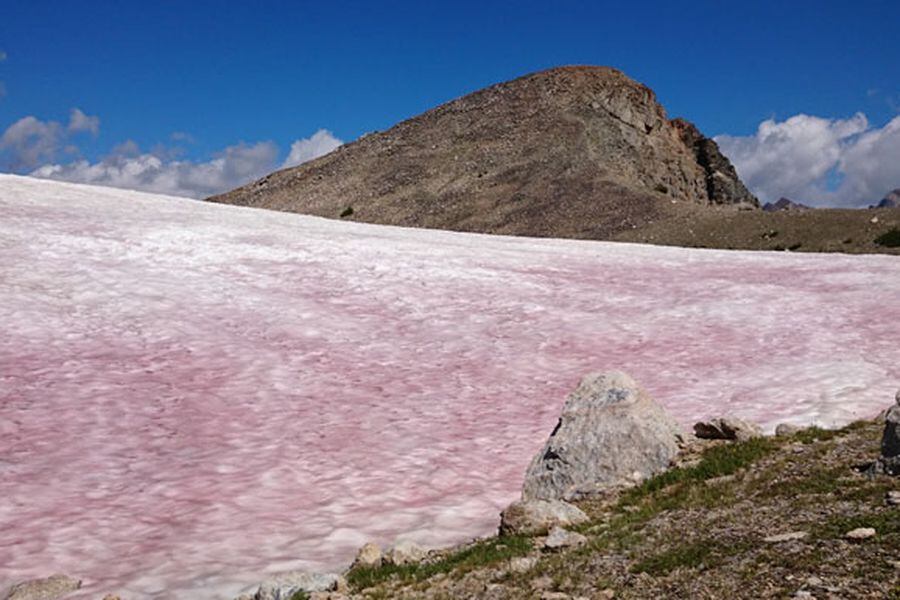 "La Nieve Rosa": Un bello espectáculo que alerta a los científicos - La ...