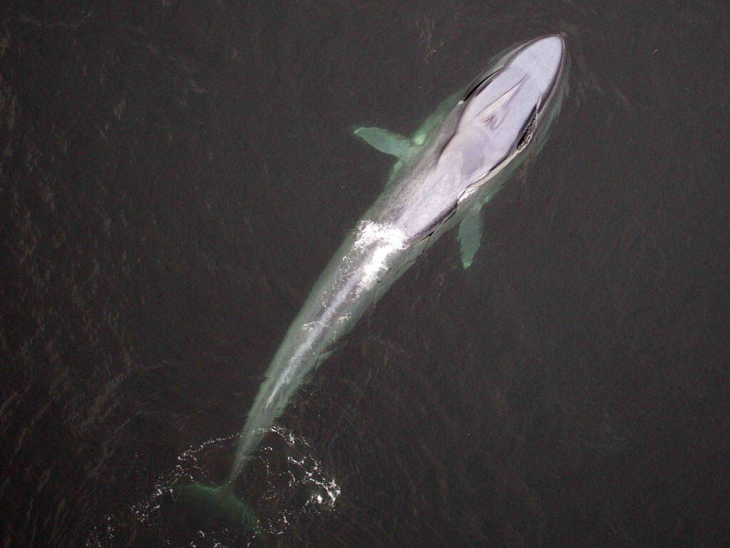 La bióloga marina que protege las ballenas con IA - La Tercera